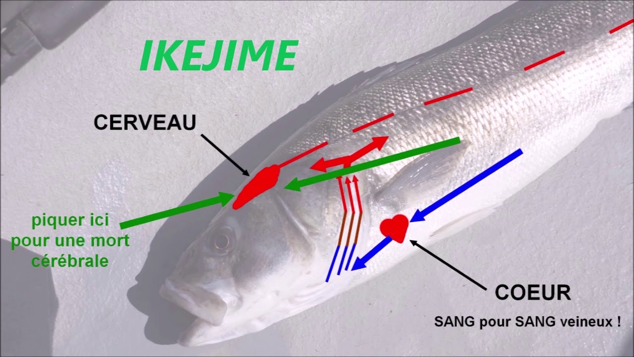Ikejime, une technique Japonaise ancestrale meconnue - OLADIS